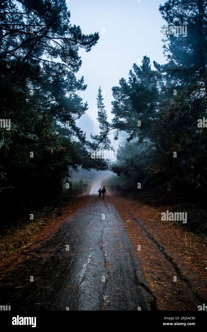 Forest trail with two people walking away in the distance Stock Photo ...