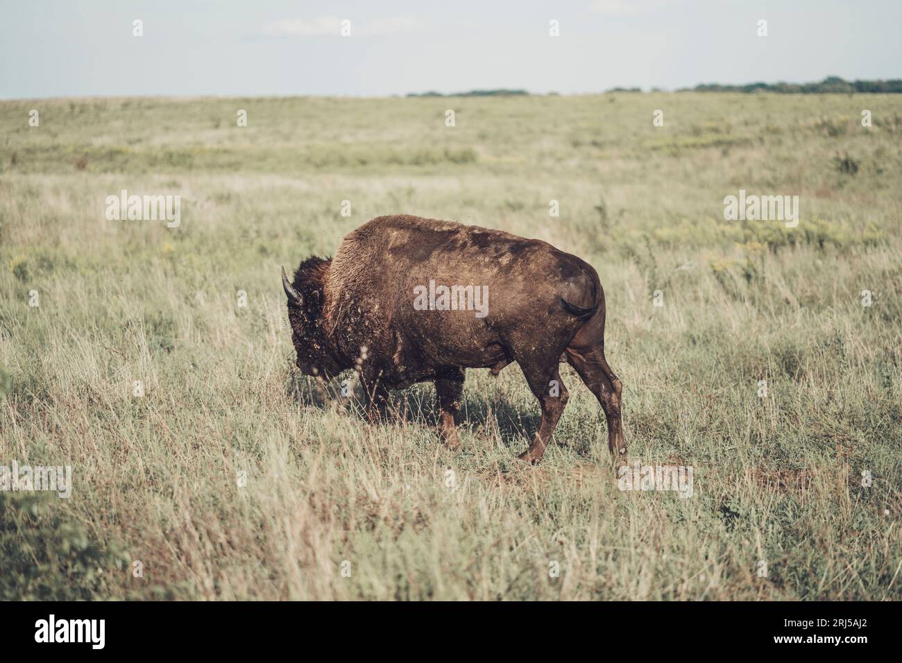 Cattle bison hi-res stock photography and images - Alamy