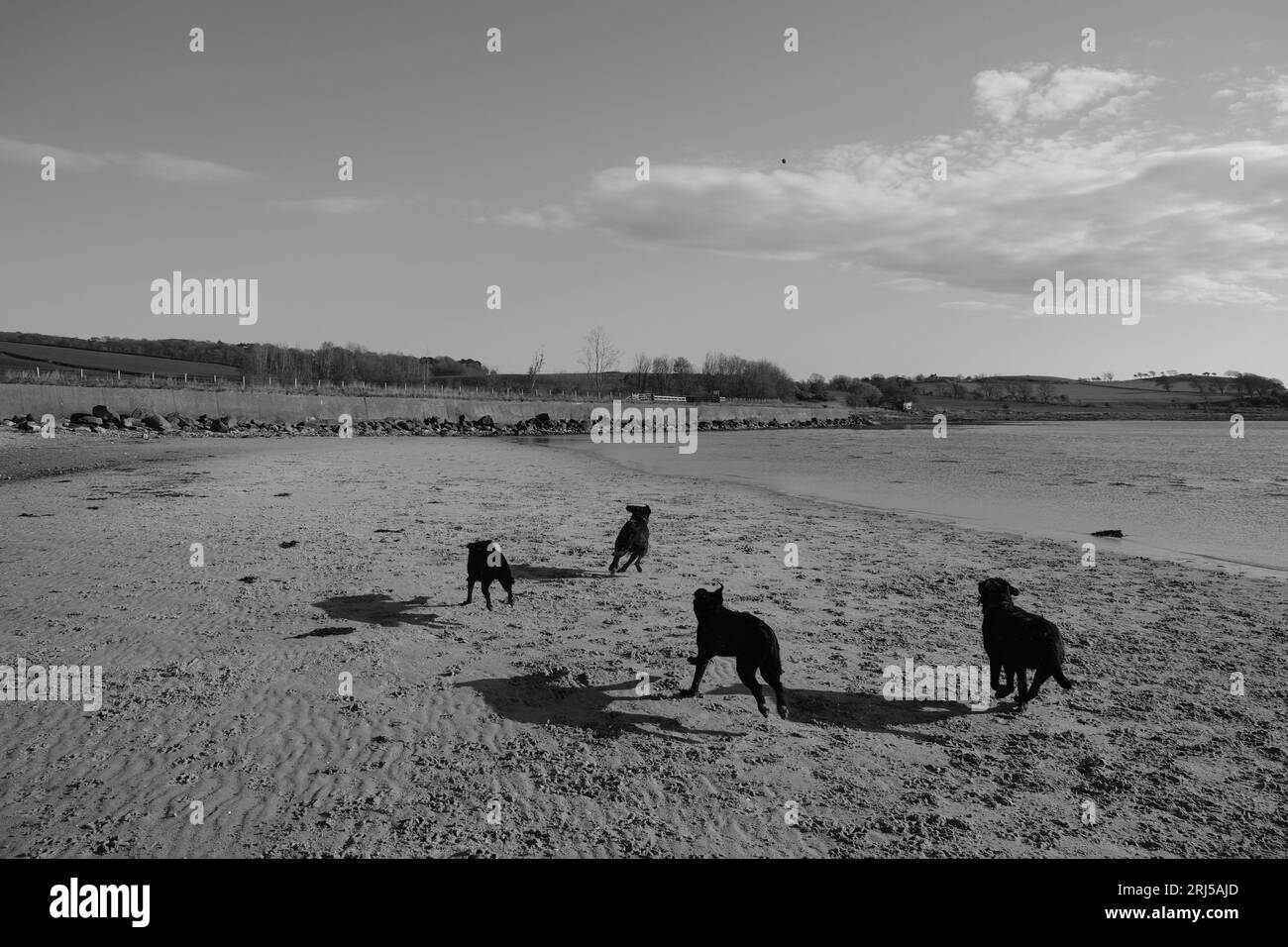 Dogs playing on a beach Stock Photo - Alamy