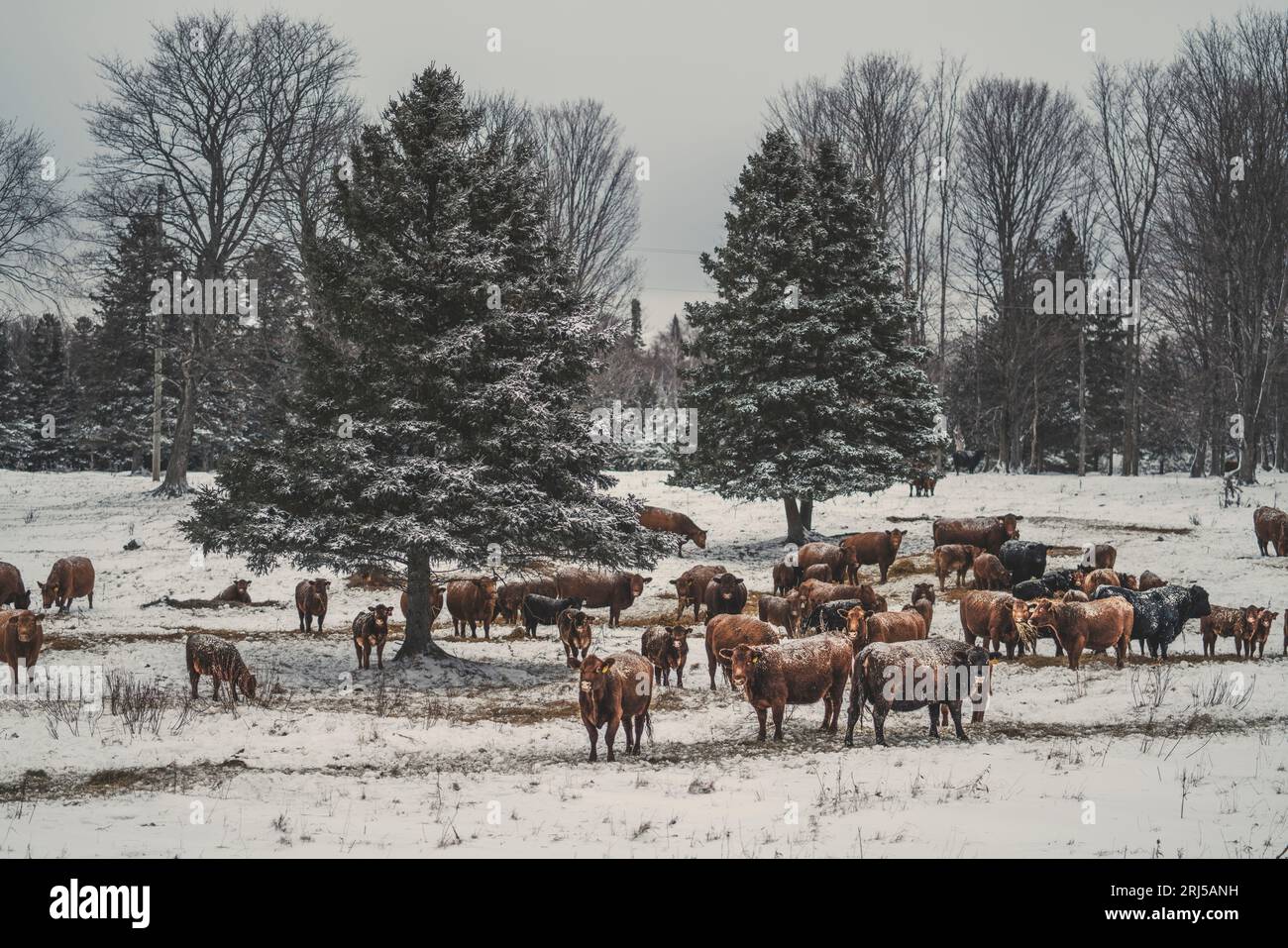 Freezing cattle hi-res stock photography and images - Alamy