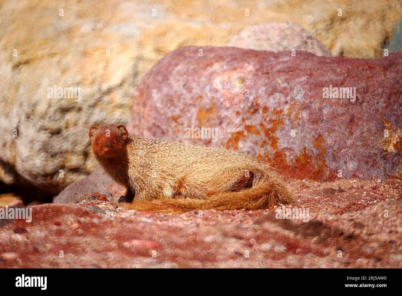 Herpestidae hi-res stock photography and images - Alamy