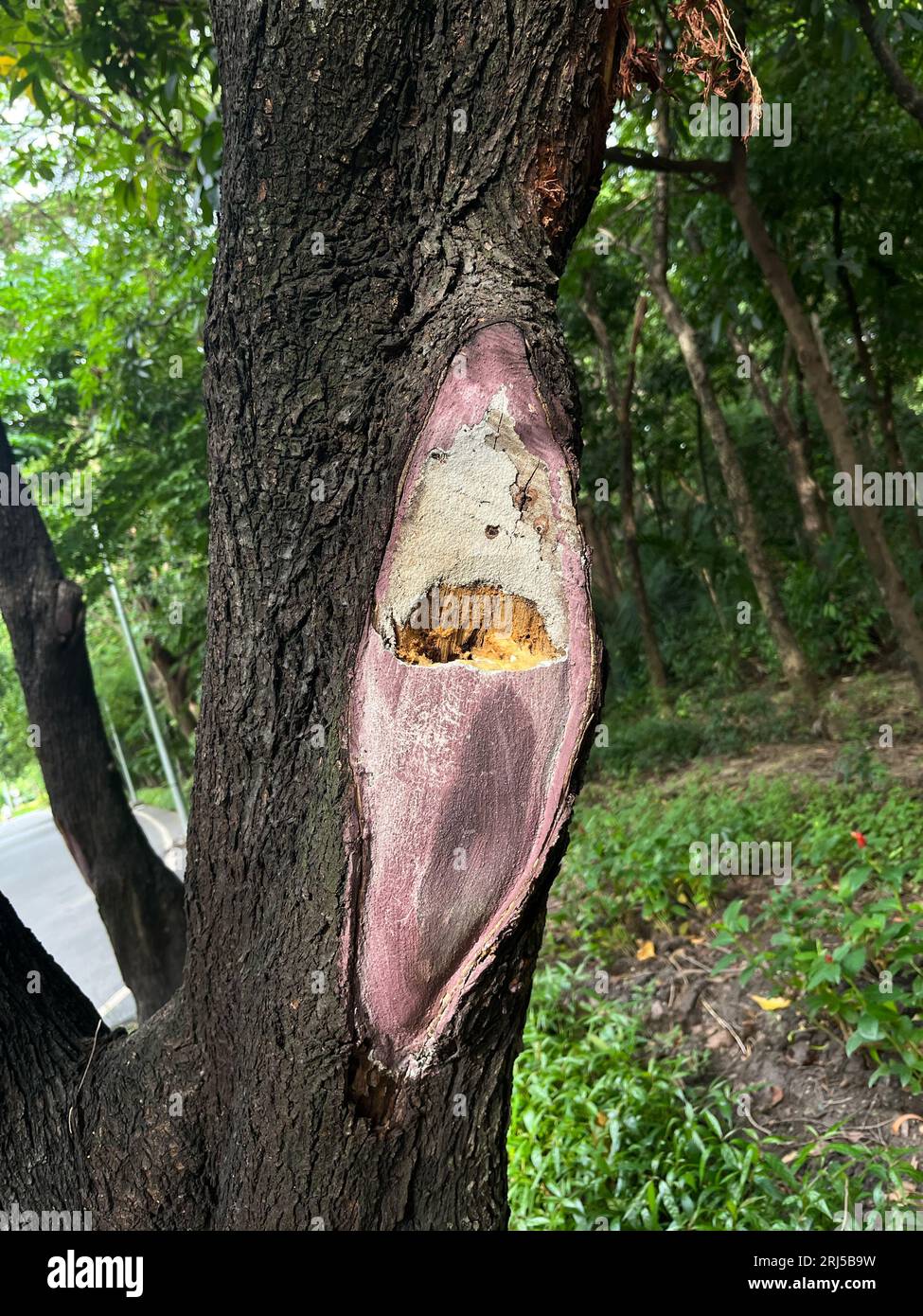 Tree wound looks like shark's jaws Stock Photo - Alamy