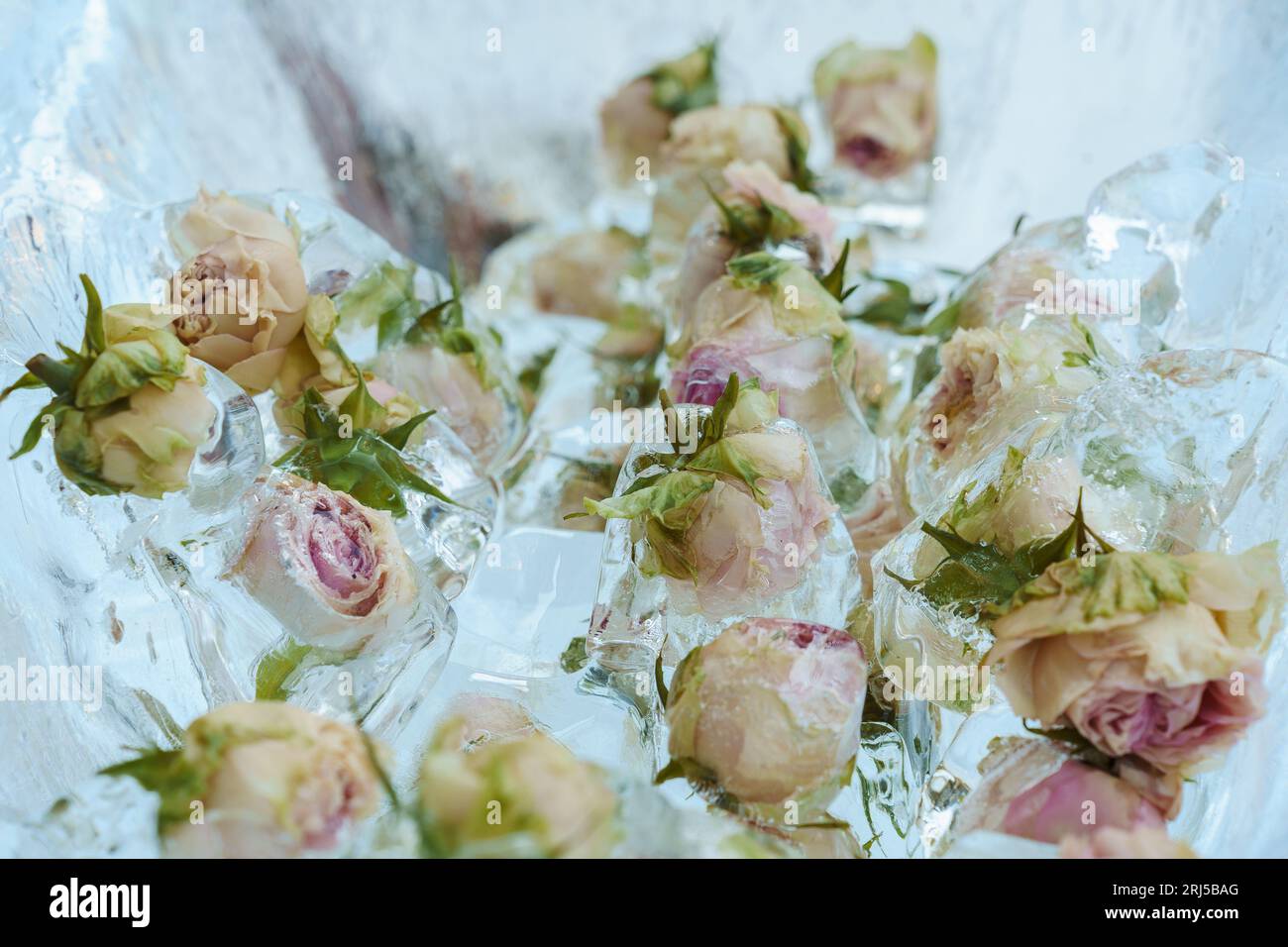 Lots of white and pink rose flowers frozen in ice Stock Photo - Alamy