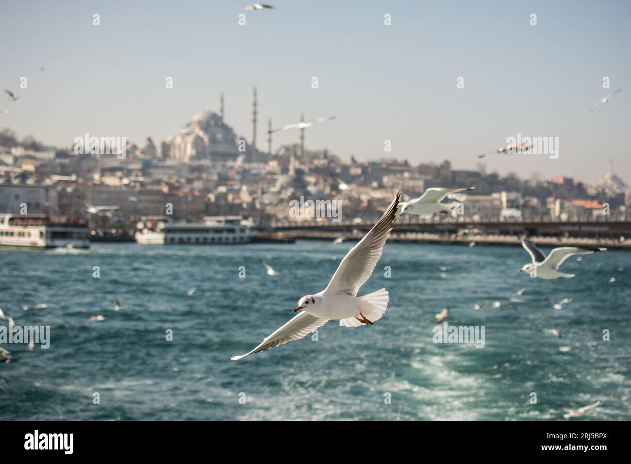 Waters animal bird fauna hi-res stock photography and images - Alamy