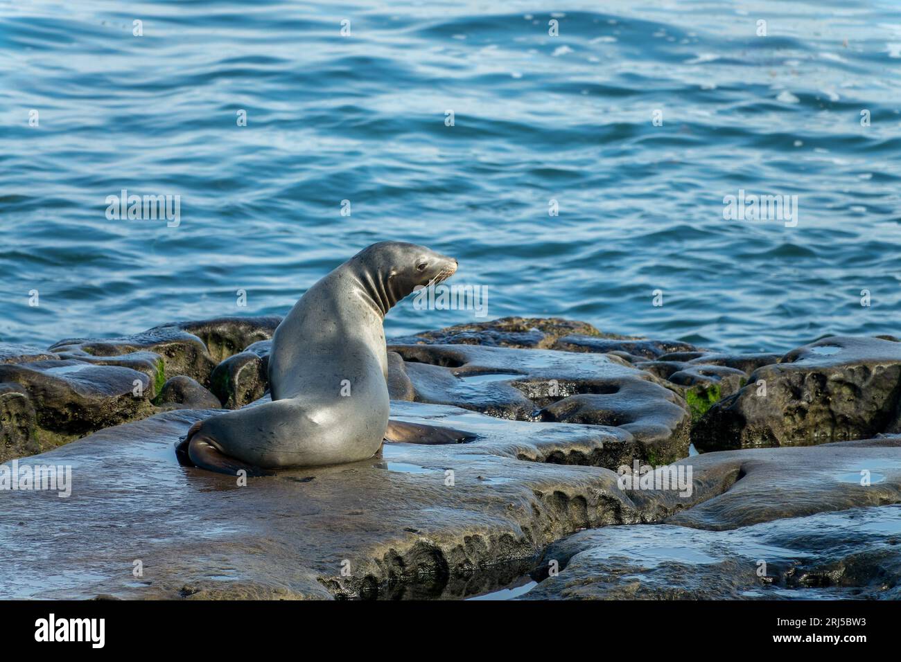 Portrait of a sea lion in La Jolla cove, San Diego, California Stock ...