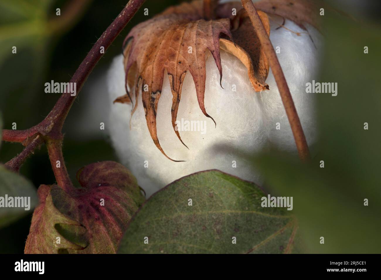 Cotton process hi-res stock photography and images - Alamy