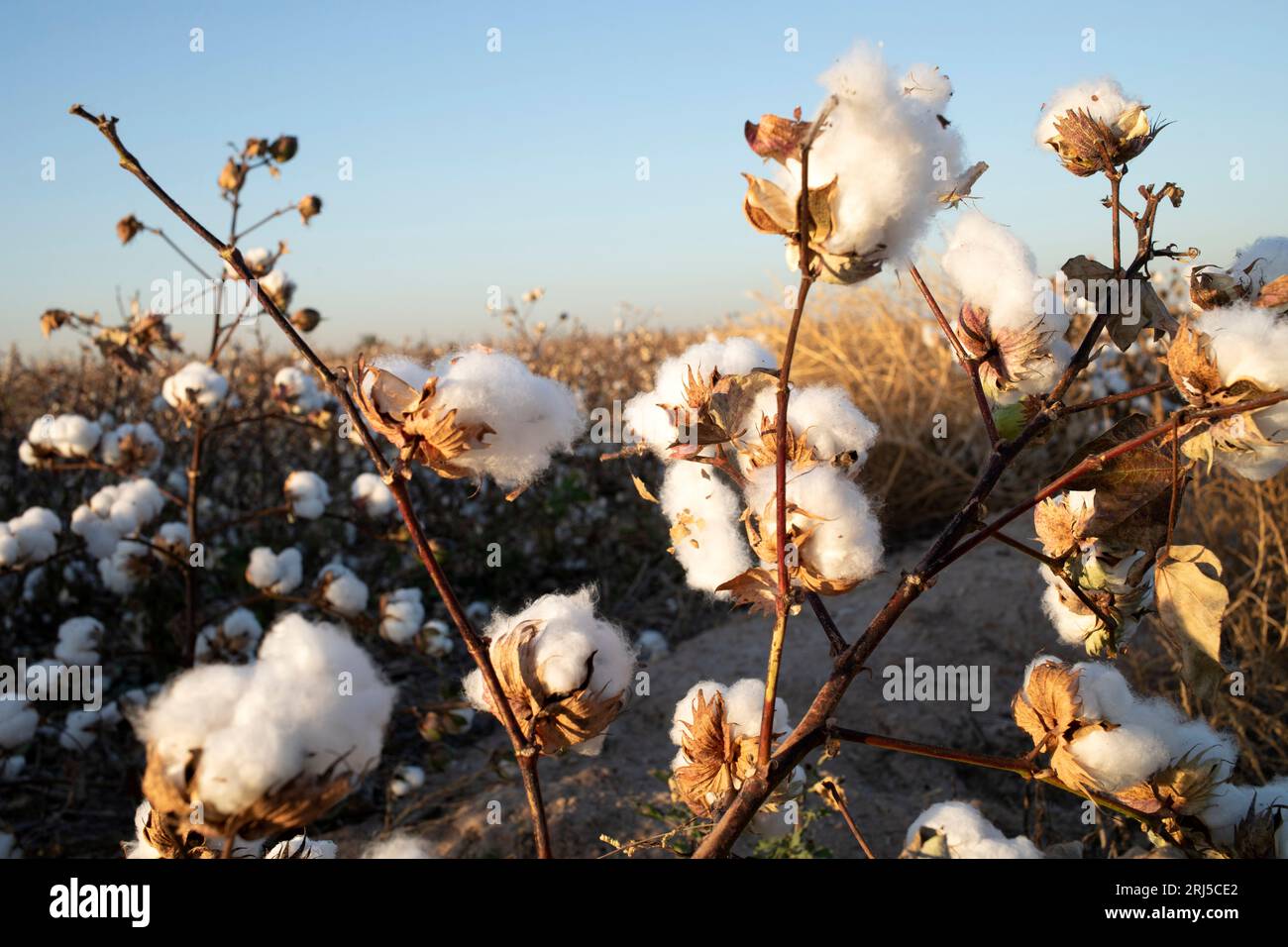 Cotton bolls ready for harvest in field Stock Photo - Alamy