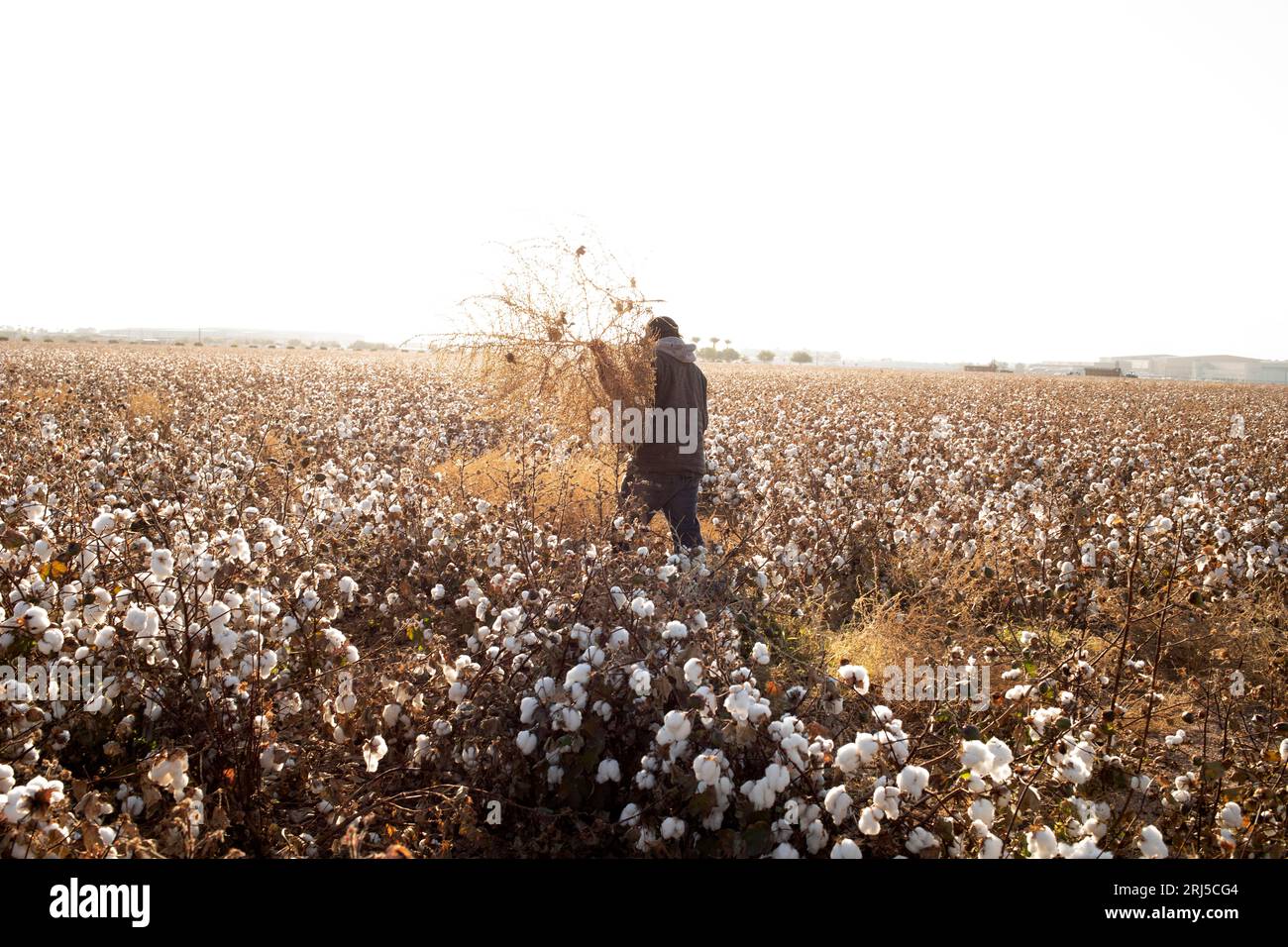 A worker clears debris from cotton field Stock Photo - Alamy