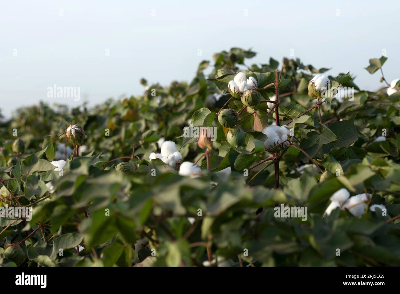 Open bolls hi-res stock photography and images - Alamy