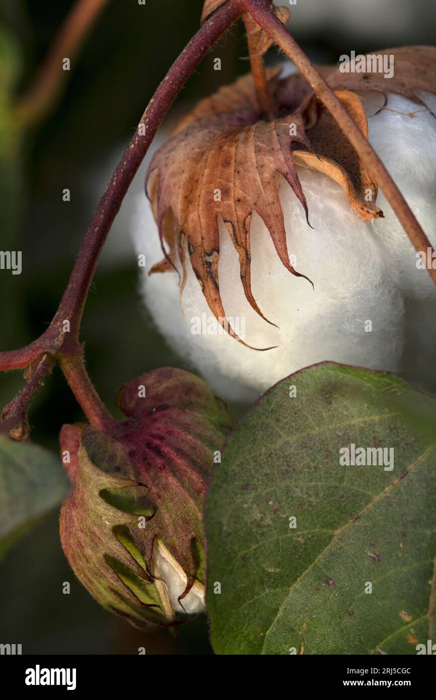 Cotton ready to be harvested in field vertical Stock Photo - Alamy
