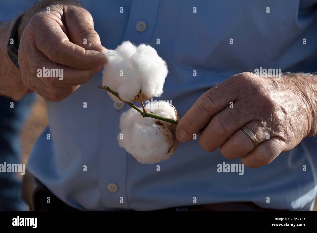 Cotton field and farmer hi-res stock photography and images - Alamy