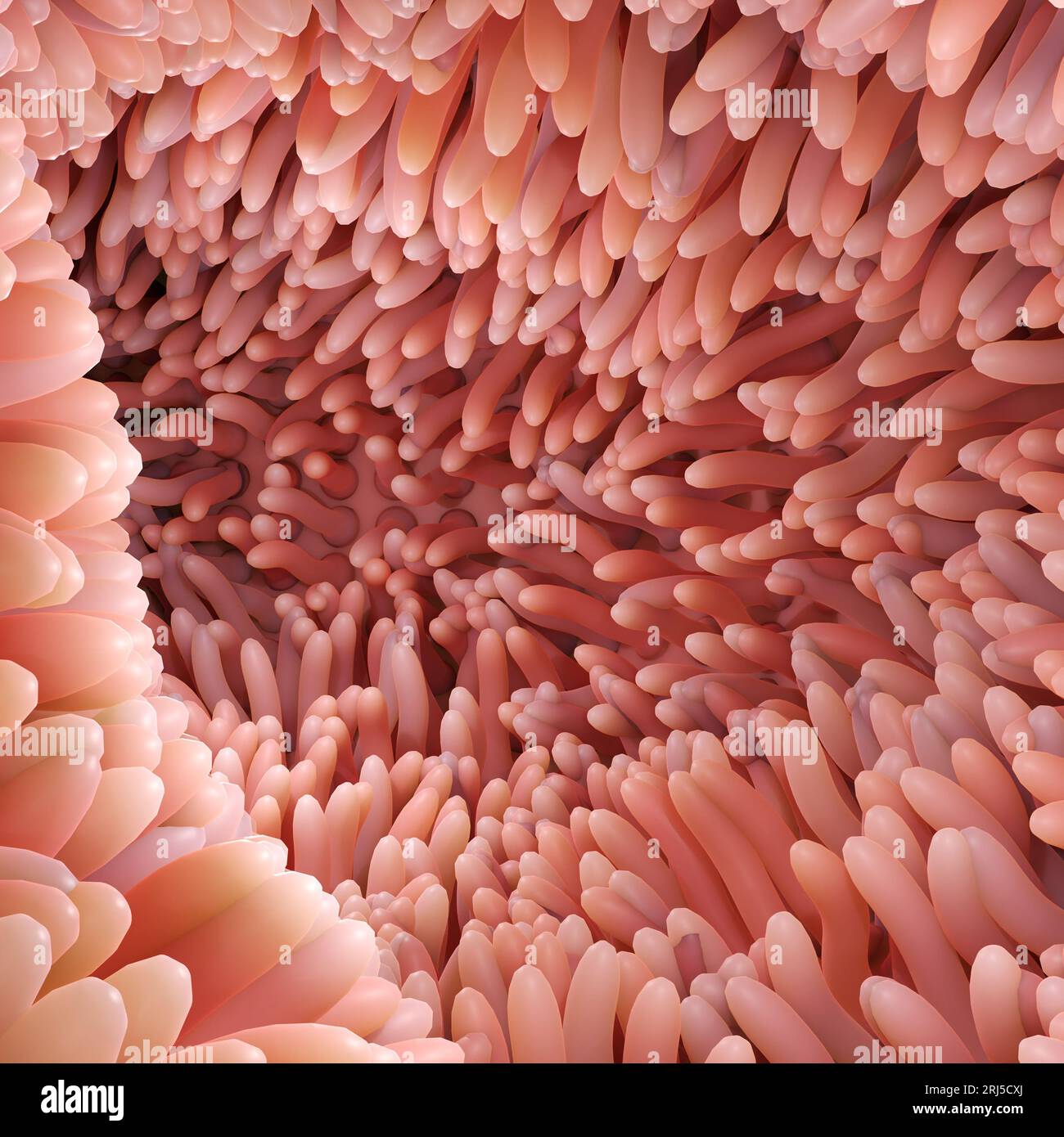 3D Rendering medically accurate illustration of intestinal villi. Red ...