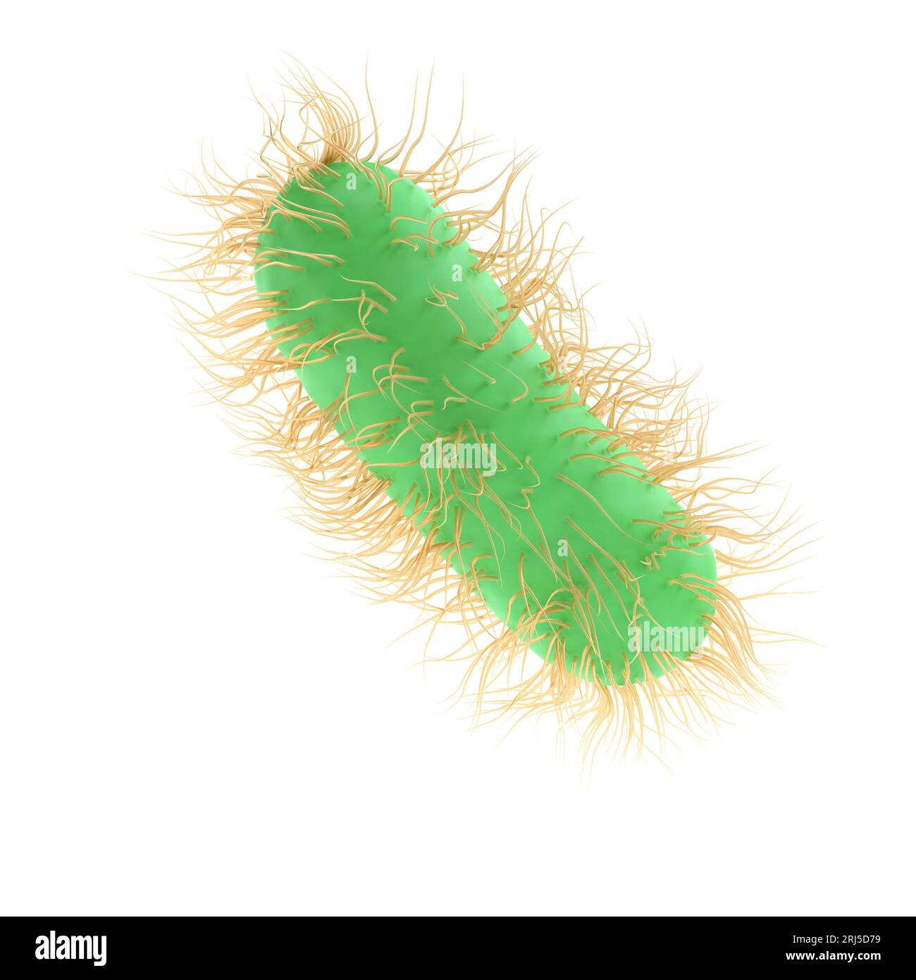 3d render illustration Escherichia Coli of Pathogenic bacterium ...