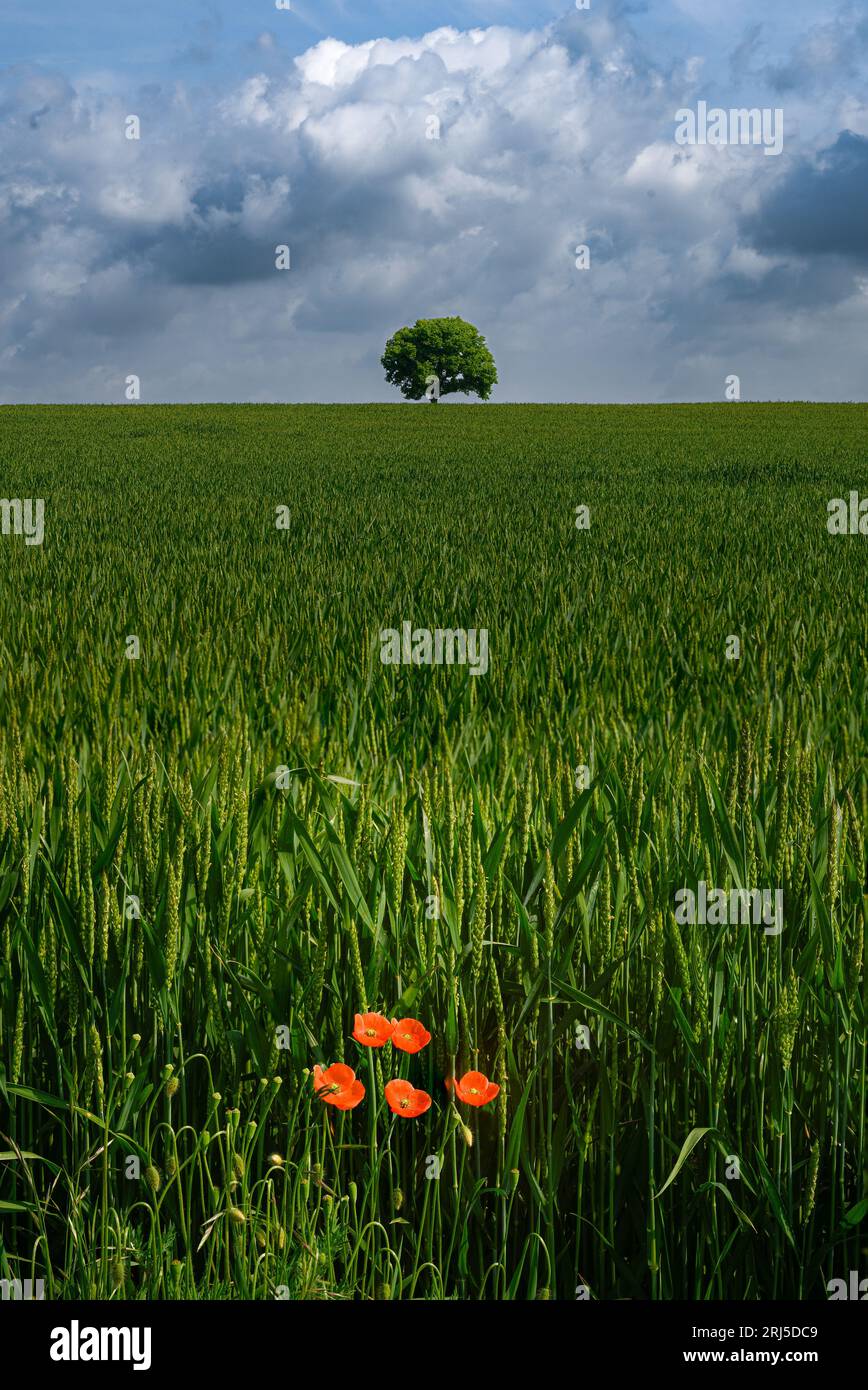 Foreground two tall trees hi-res stock photography and images - Alamy