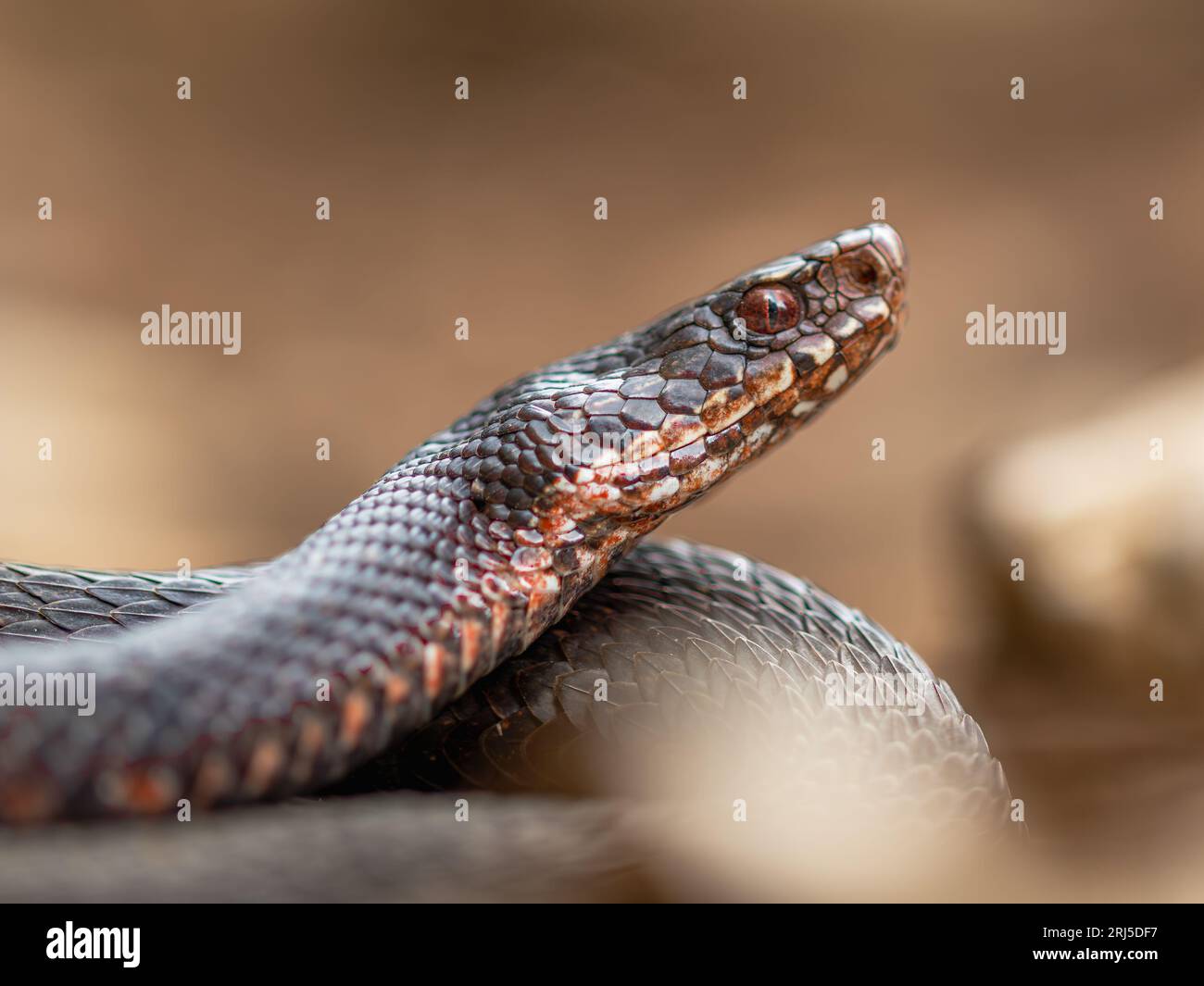 Snake cluster hi-res stock photography and images - Alamy