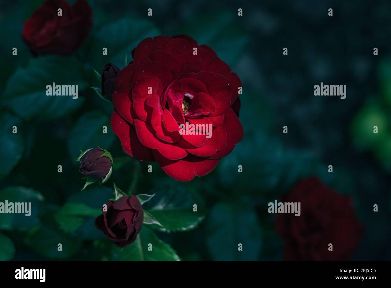 A close-up of a red rose growing amongst dark green foliage Stock Photo ...