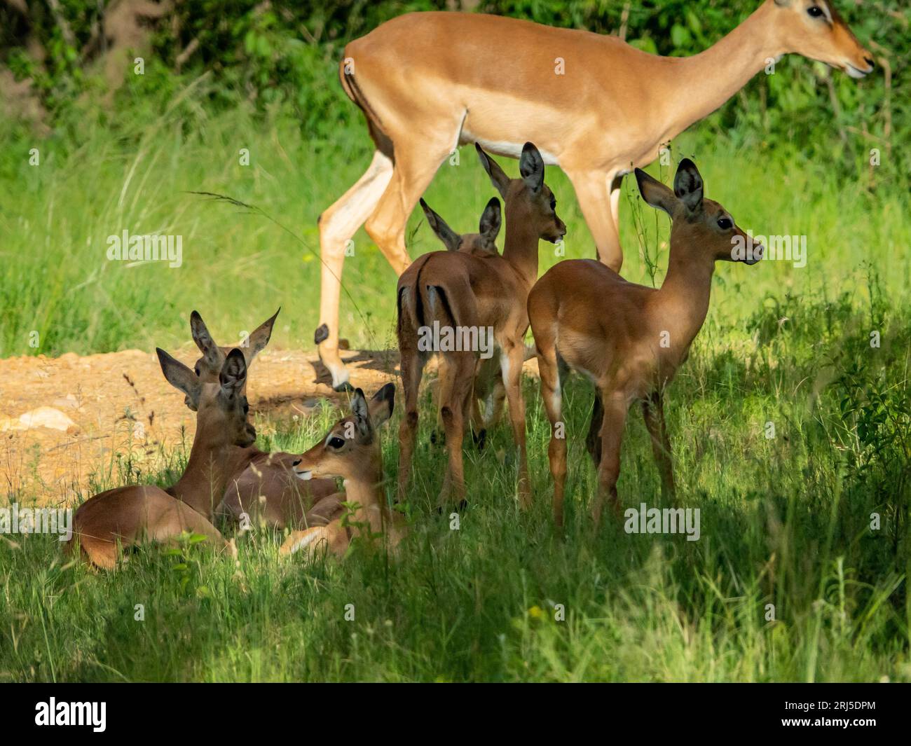 An expansive grassy field with multiple deer grazing and lounging ...