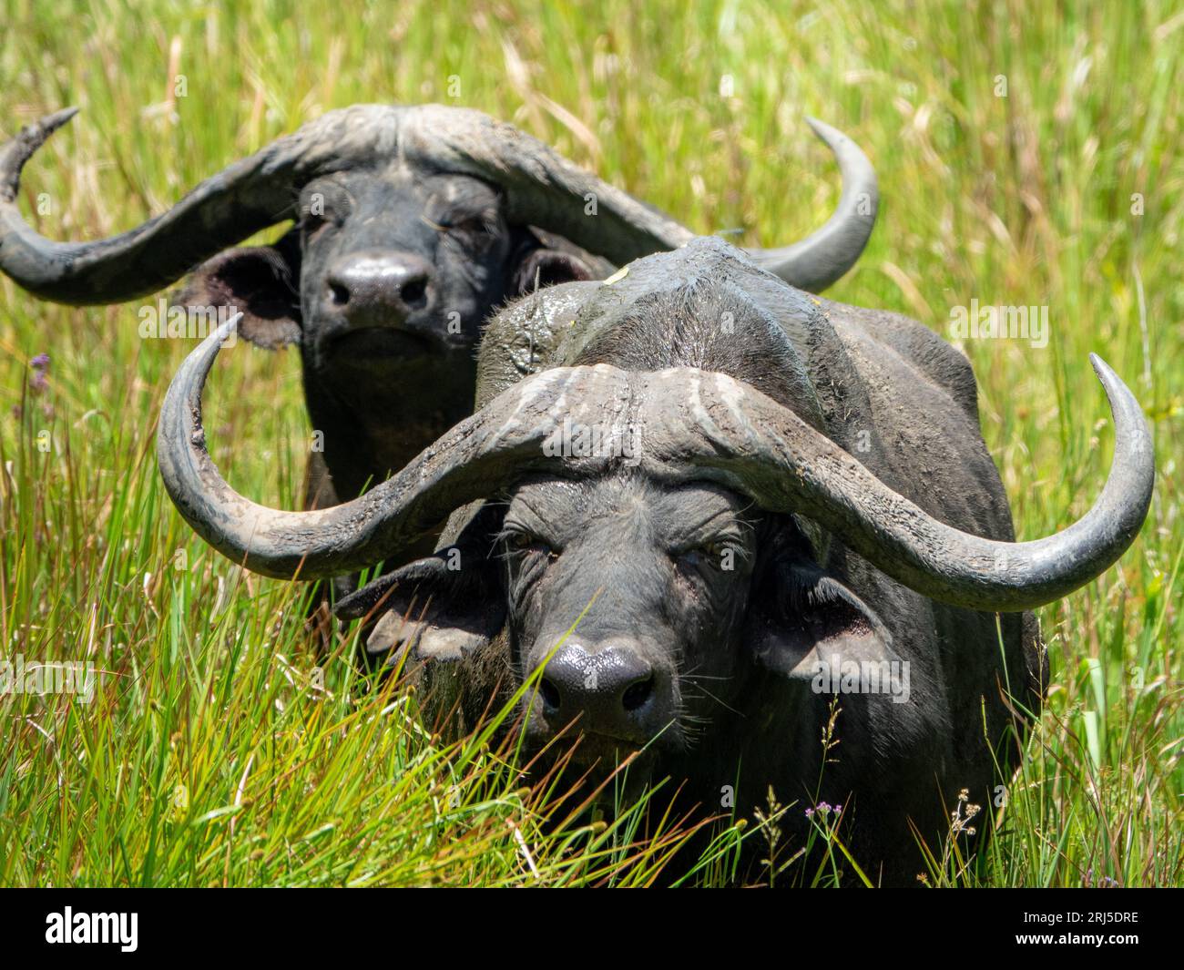 Two African buffalos in a lush green field of tall grass Stock Photo ...