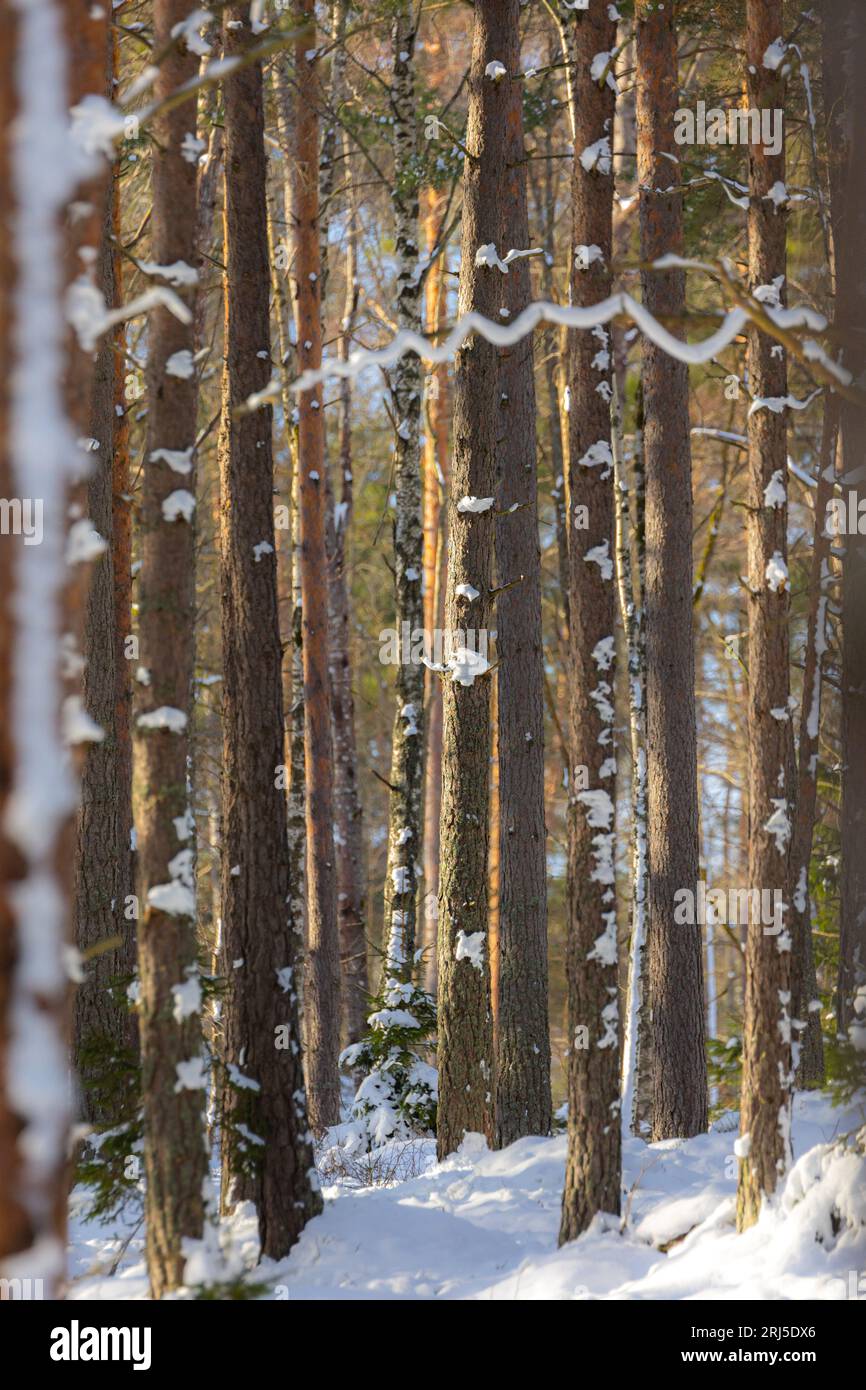 A breathtaking winter scene featuring tall, lush evergreen trees in a ...