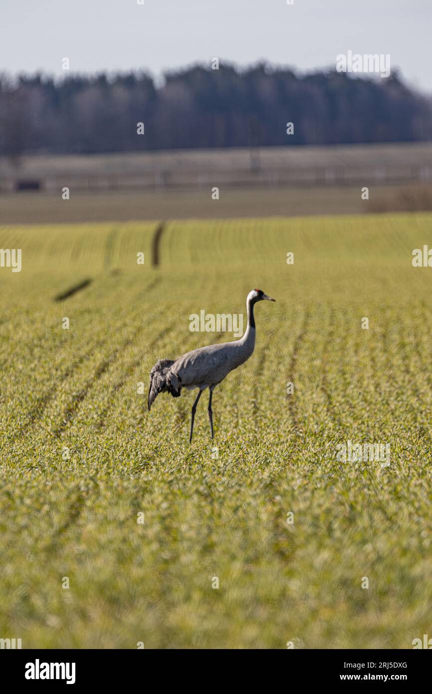 Cranes wings open in flight hi-res stock photography and images - Alamy
