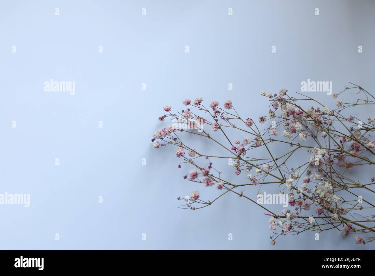 Baby breath plant hi-res stock photography and images - Alamy