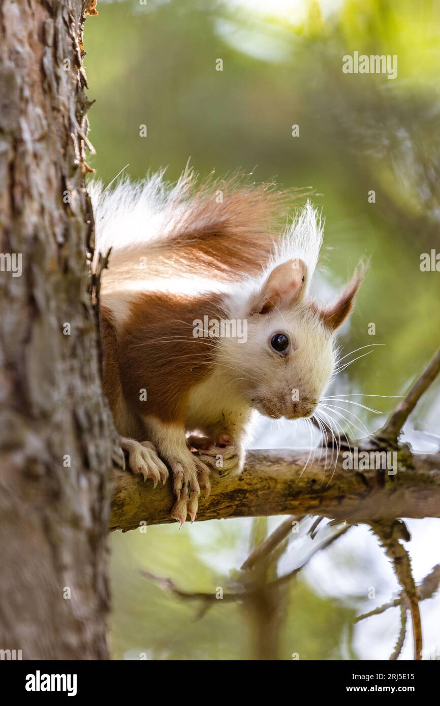 A squirrel perched atop a leafy tree branch, its tail spreading ...