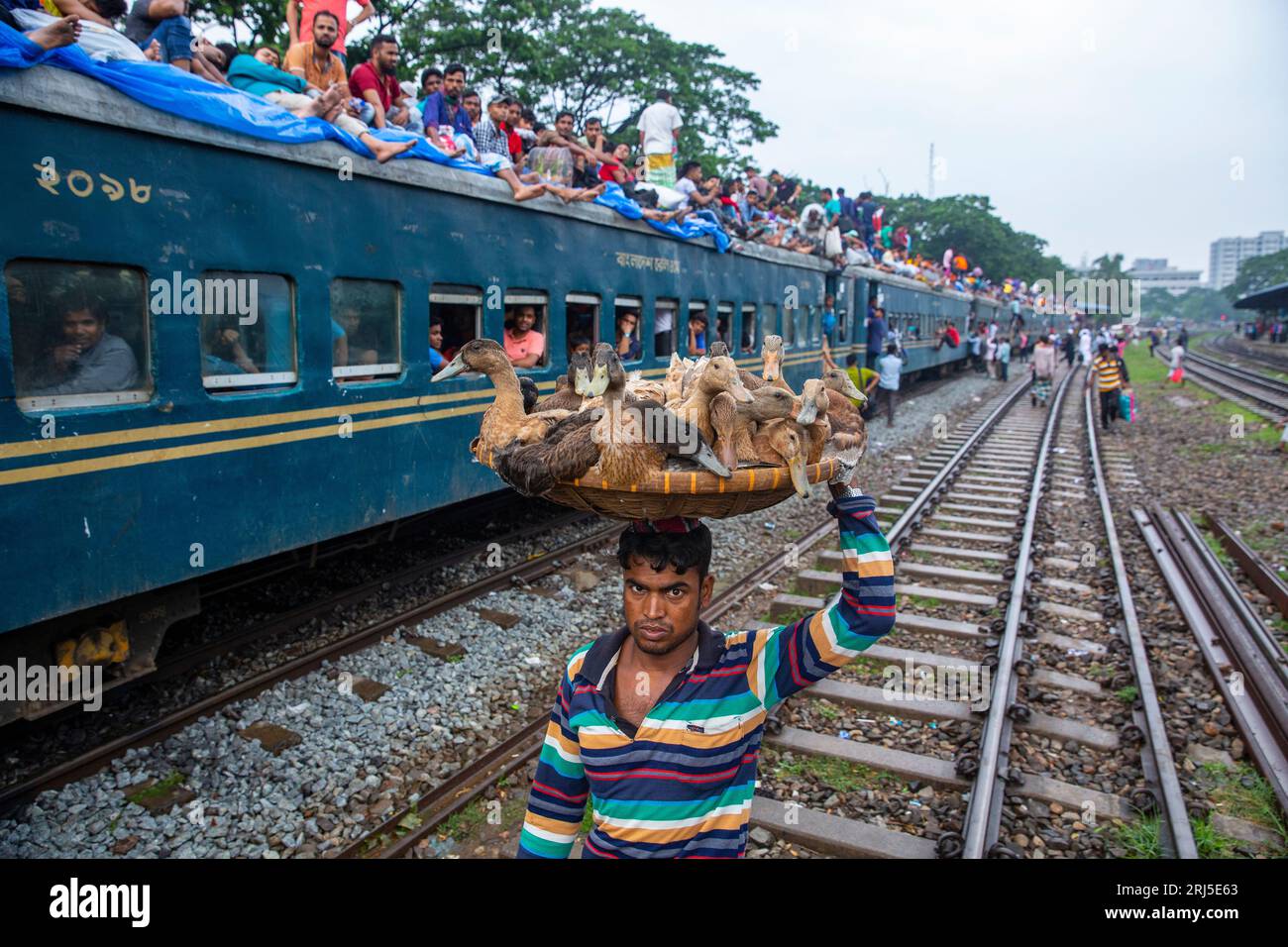 A seller carries ducks on baskets to sell at a market after unloading ...