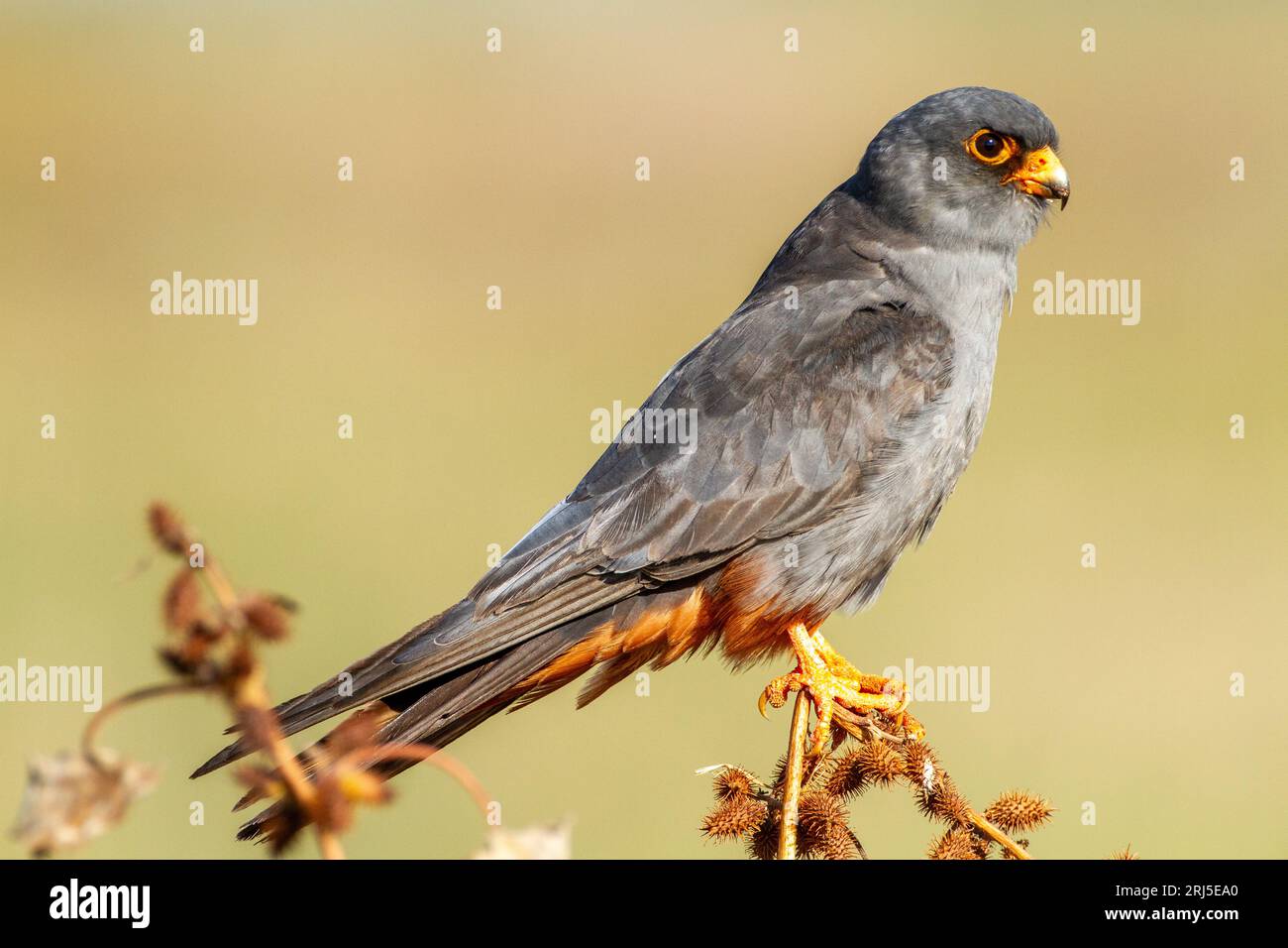 Red footed falcon image hi-res stock photography and images - Alamy