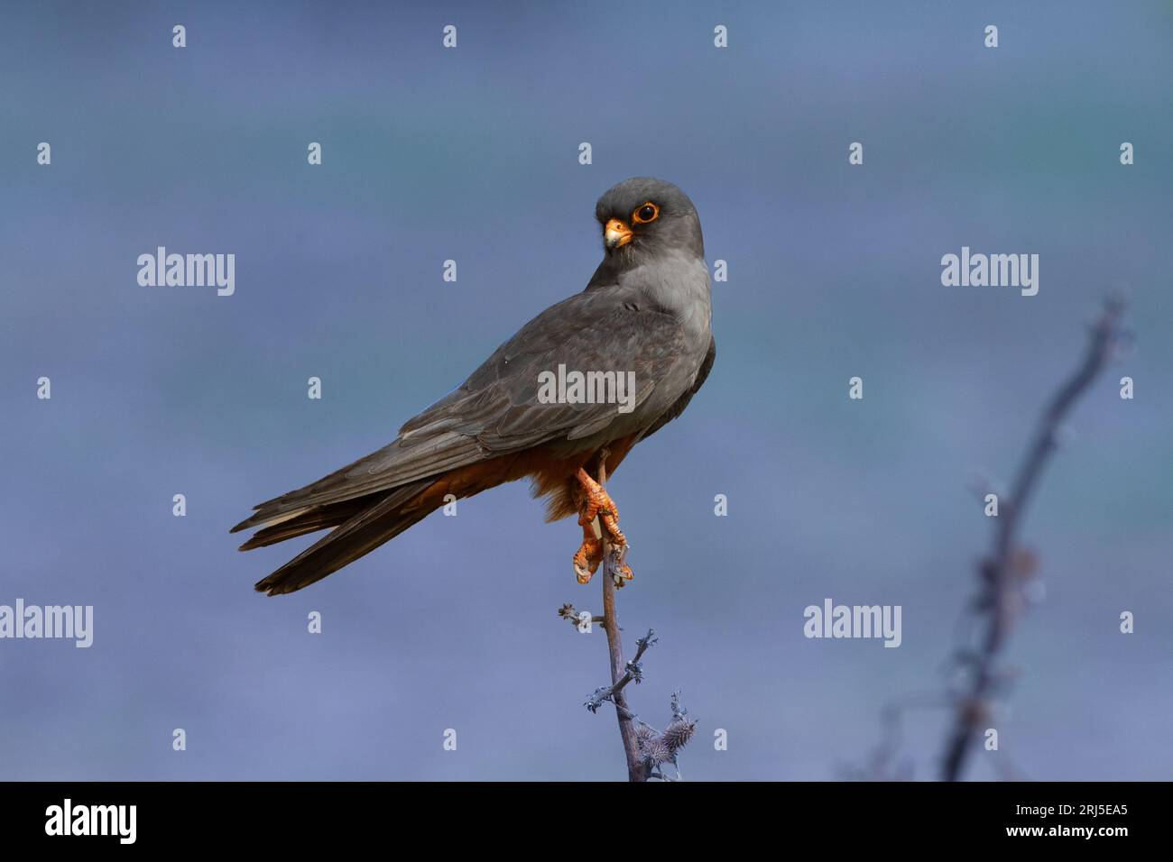 Red-footed falcon male Stock Photo - Alamy