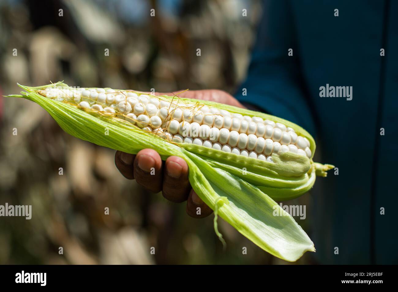 Farmer peeled corn on cob hi-res stock photography and images - Alamy