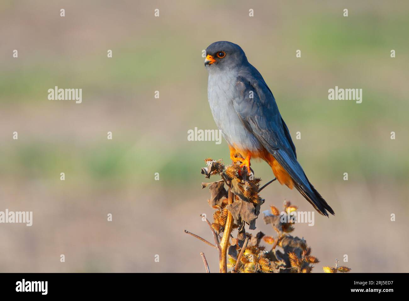 Red-footed falcon male Stock Photo - Alamy