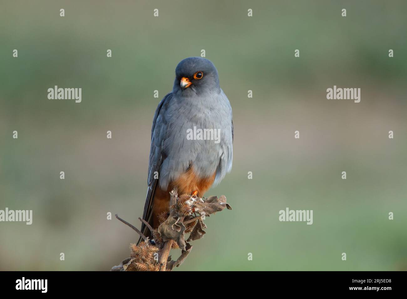 Red-footed falcon male Stock Photo - Alamy