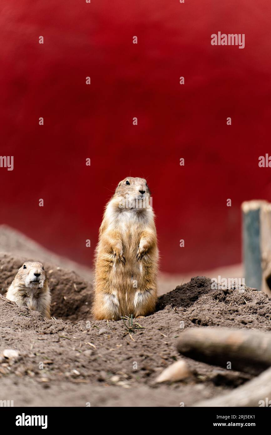 Burrowing ground squirrels hi-res stock photography and images - Alamy