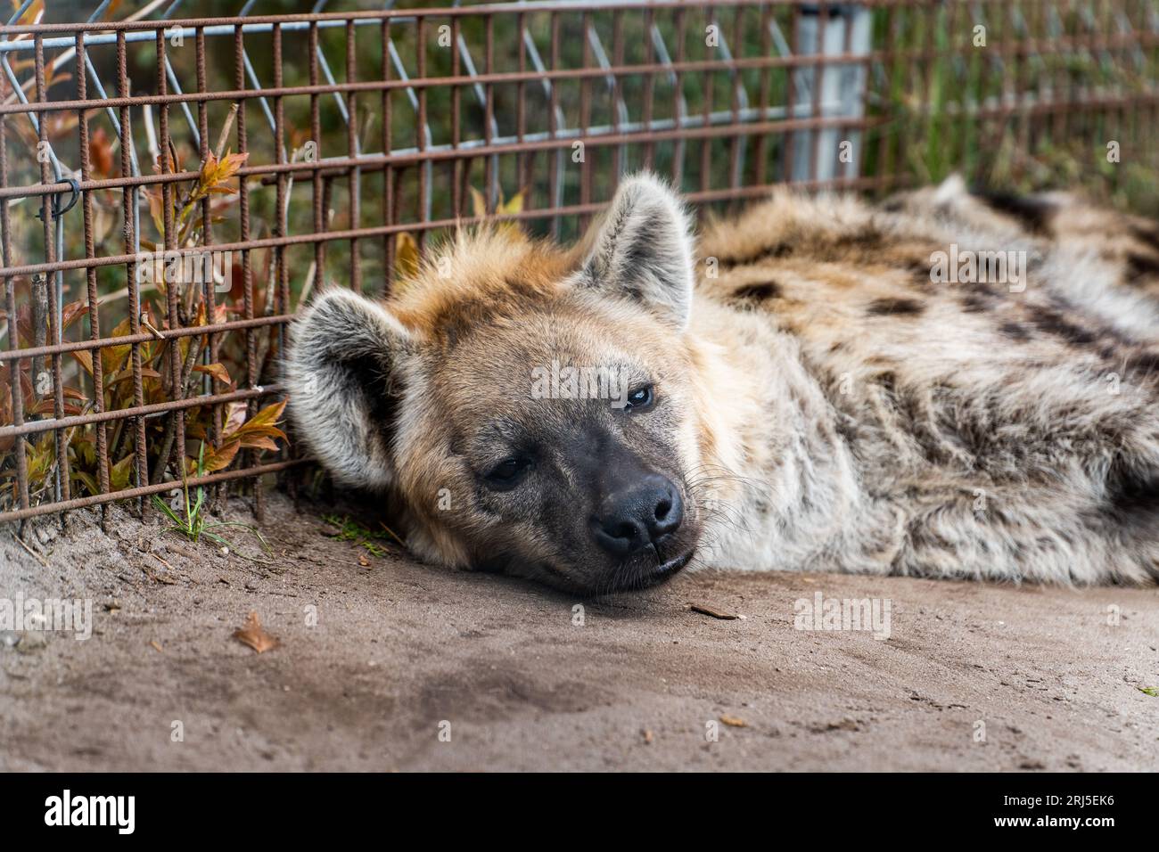 Hyena enclosure hi-res stock photography and images - Alamy