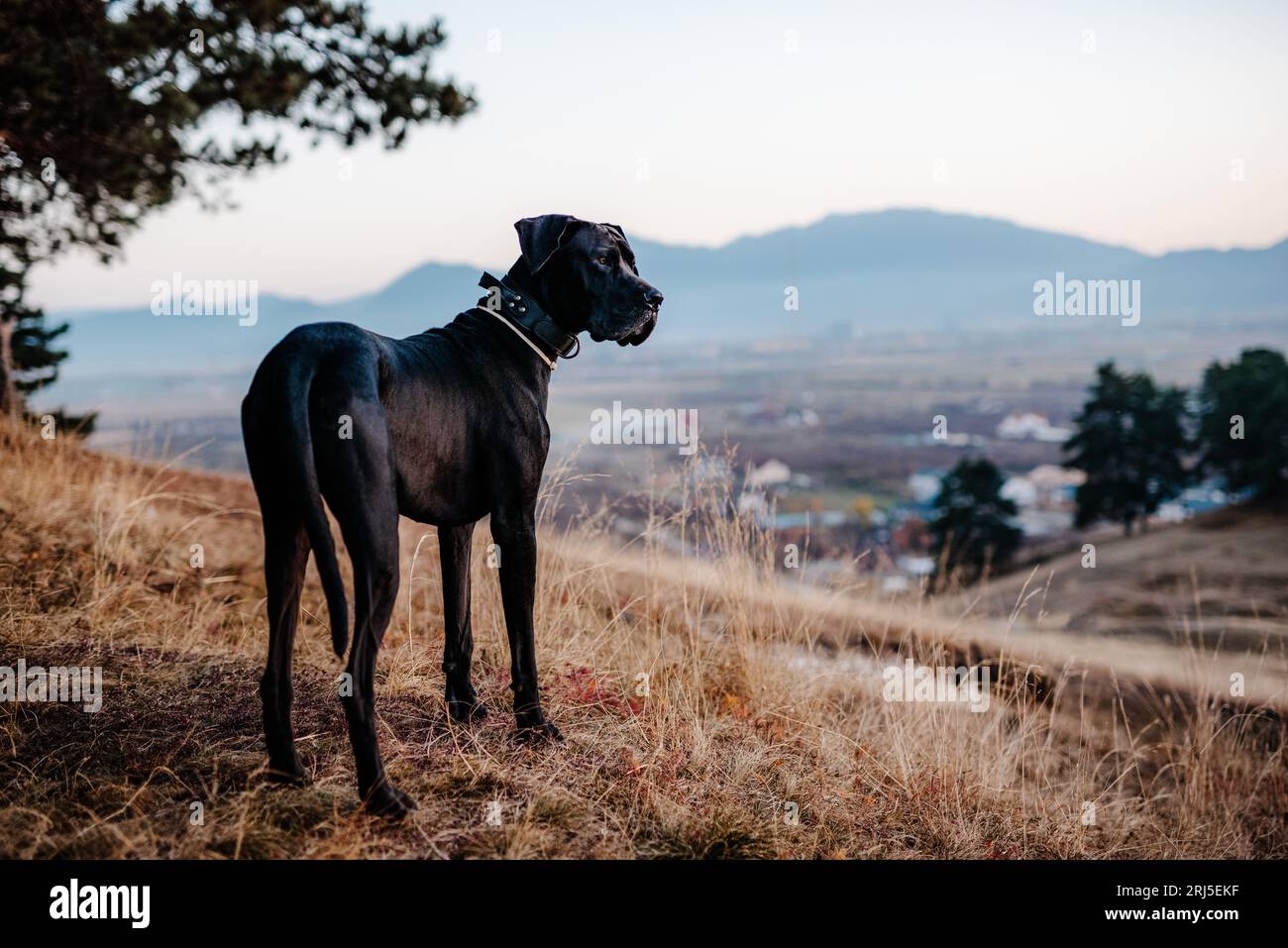 The Great Dane dog standing on a mountain path, with a blurry range of ...