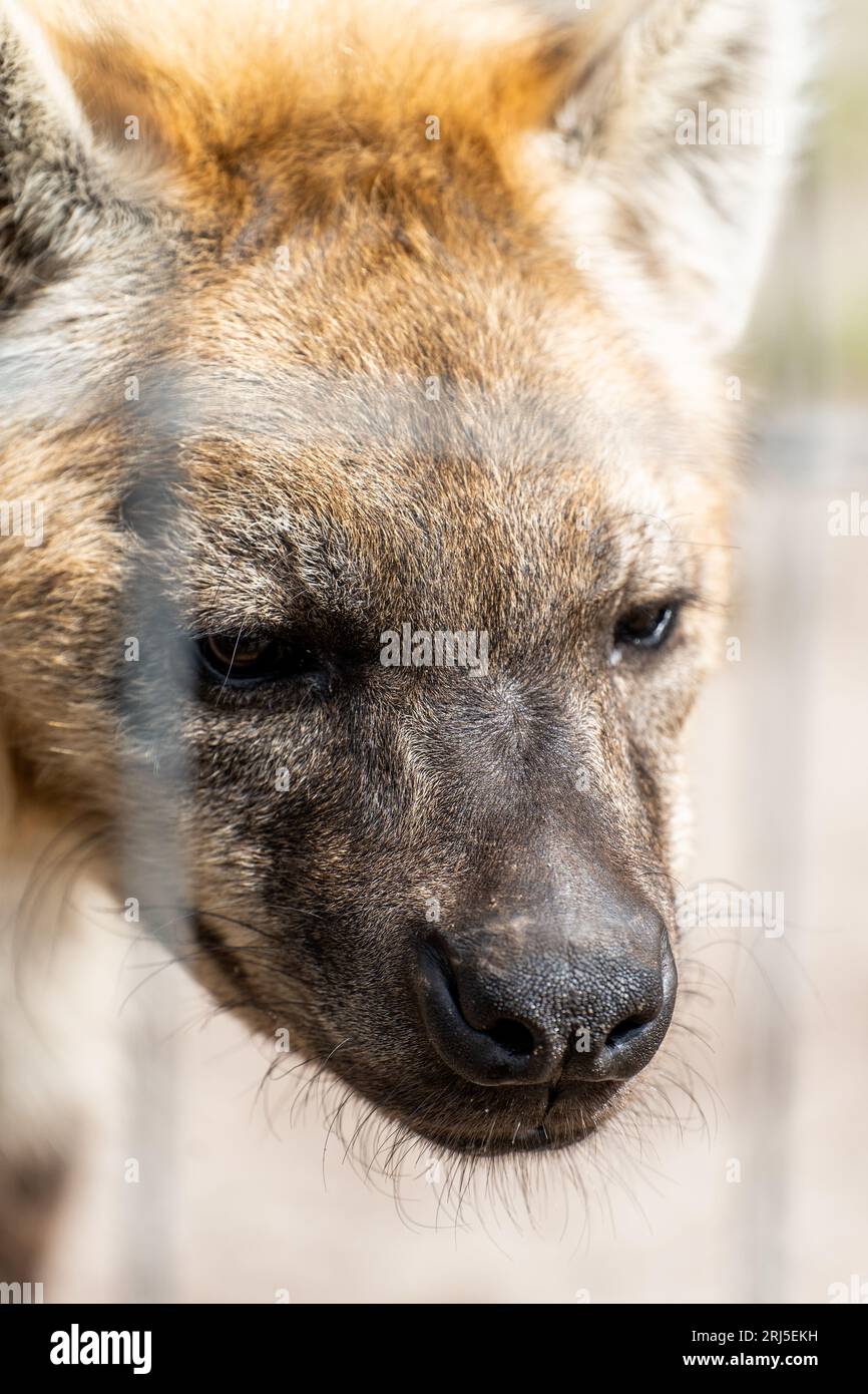 Hyena enclosure hi-res stock photography and images - Alamy
