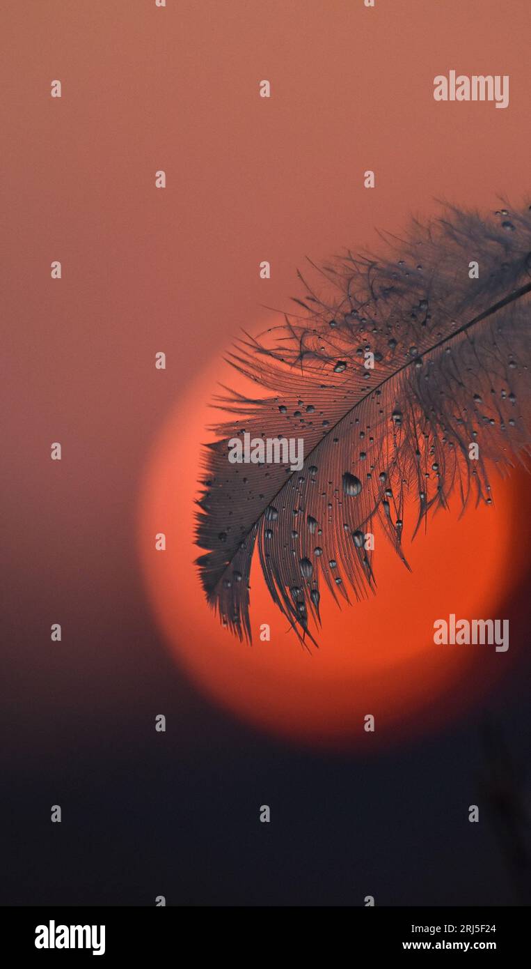 A beautiful image of a feather branch silhouetted against a backdrop of ...