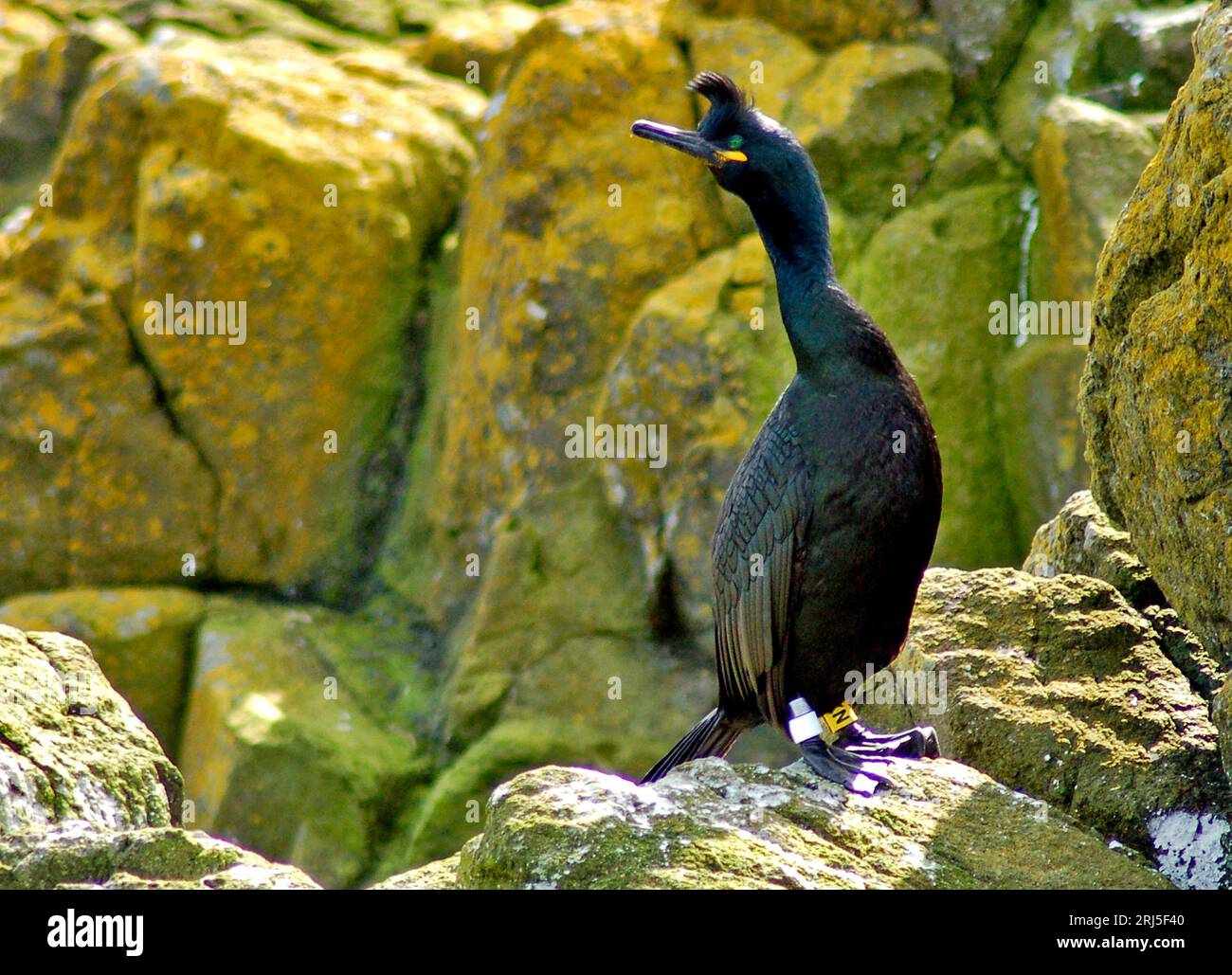 Shag, Isle of May, Fife, Scotland, UK Stock Photo - Alamy