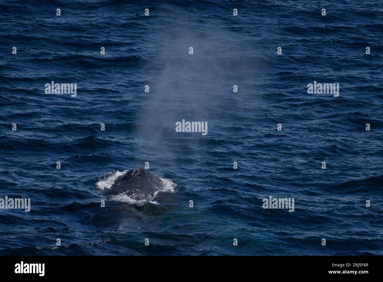 Humpback whale blow (spout) at South Georgia Island - Antarctica ...