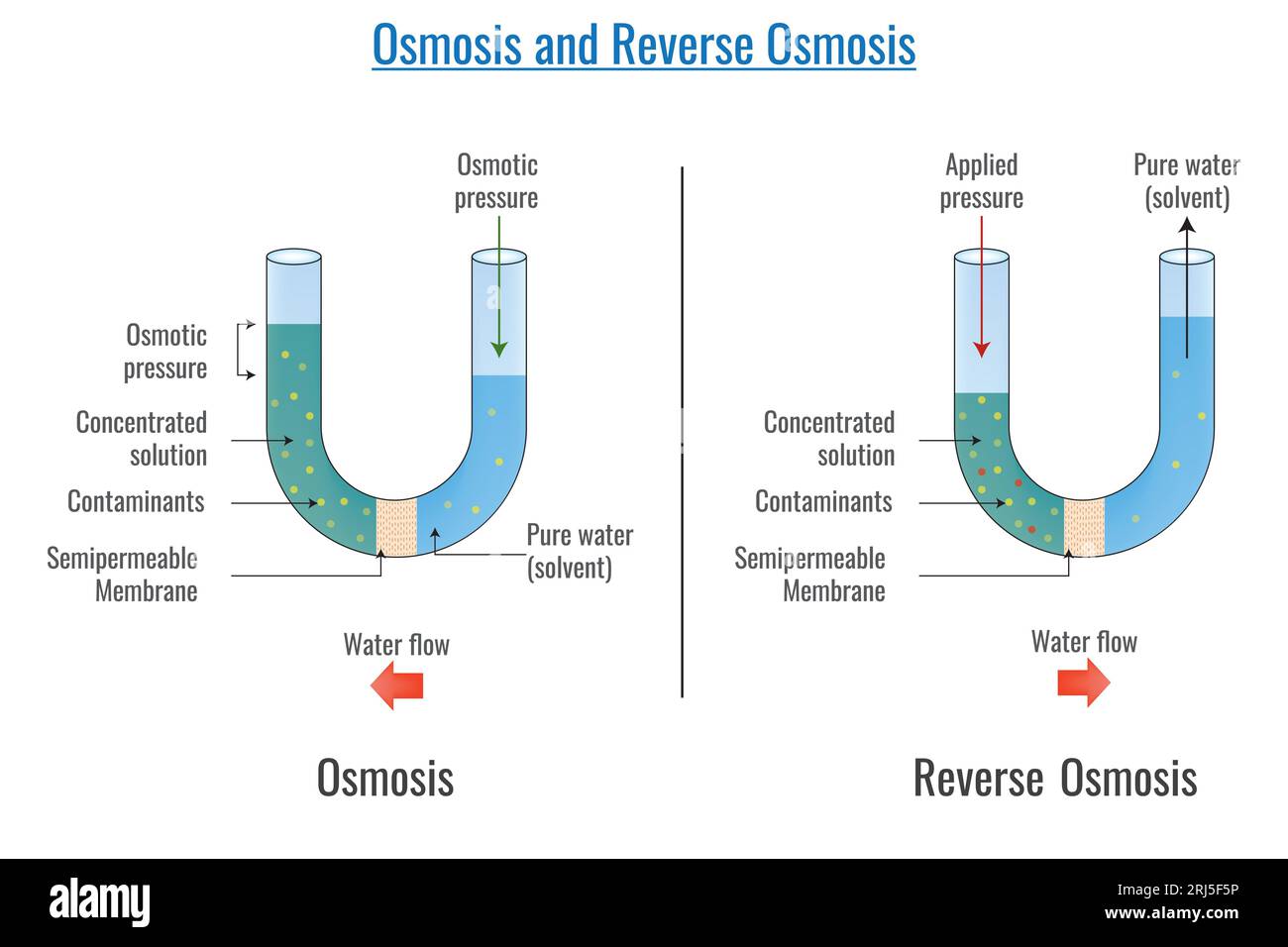 A closeup image of reverse osmosis and osmosis in action Stock Photo ...