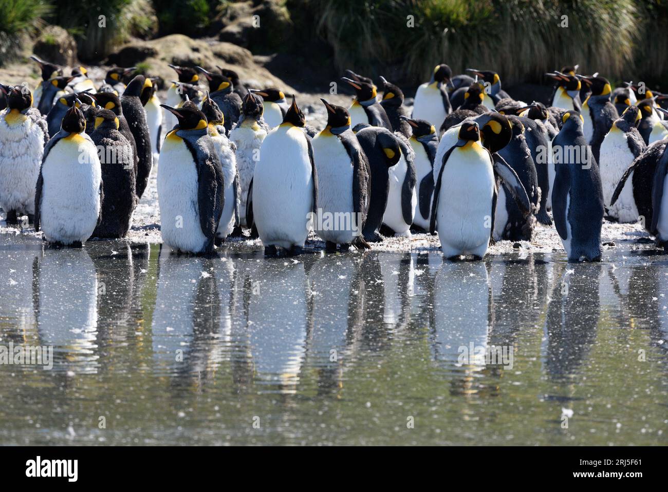 A group of King Penguins standing in a pool of water that is giving a ...