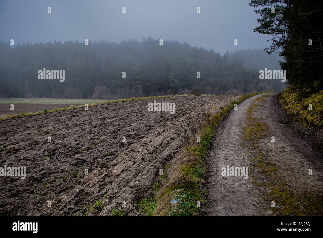 Abandoned Gravel Road Through Foggy Landscape With Forest And ...