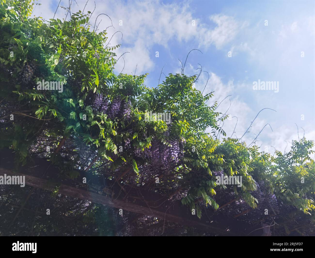A lush, vibrant landscape featuring an abundance of foliage, vines, and ...