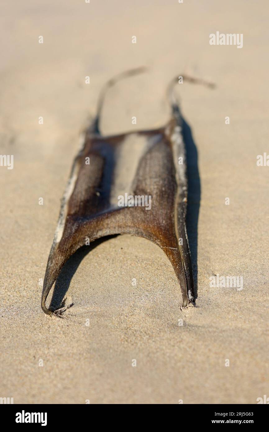 Elephant Shark Egg Case