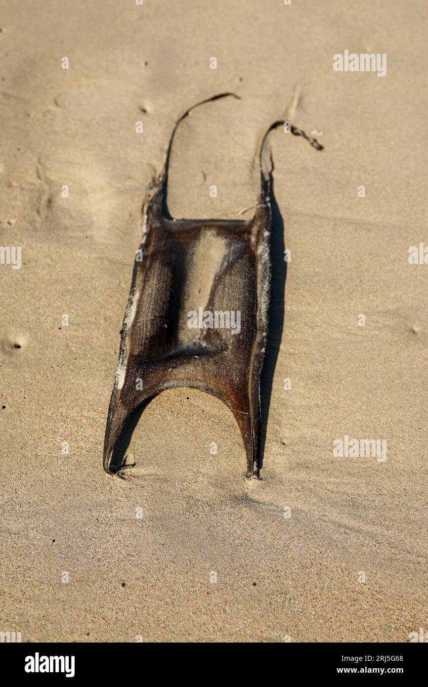 Dried up shark egg on South African beach Stock Photo - Alamy