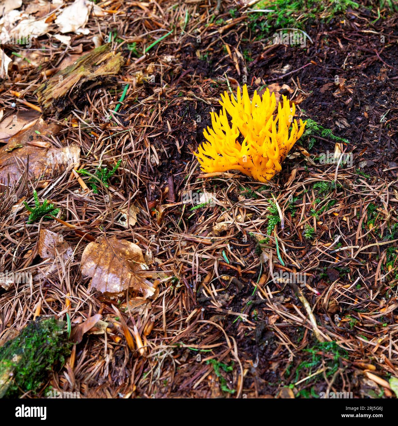 Woodland litter surrounding a Calocera viscosa fungus in Beacon Wood ...