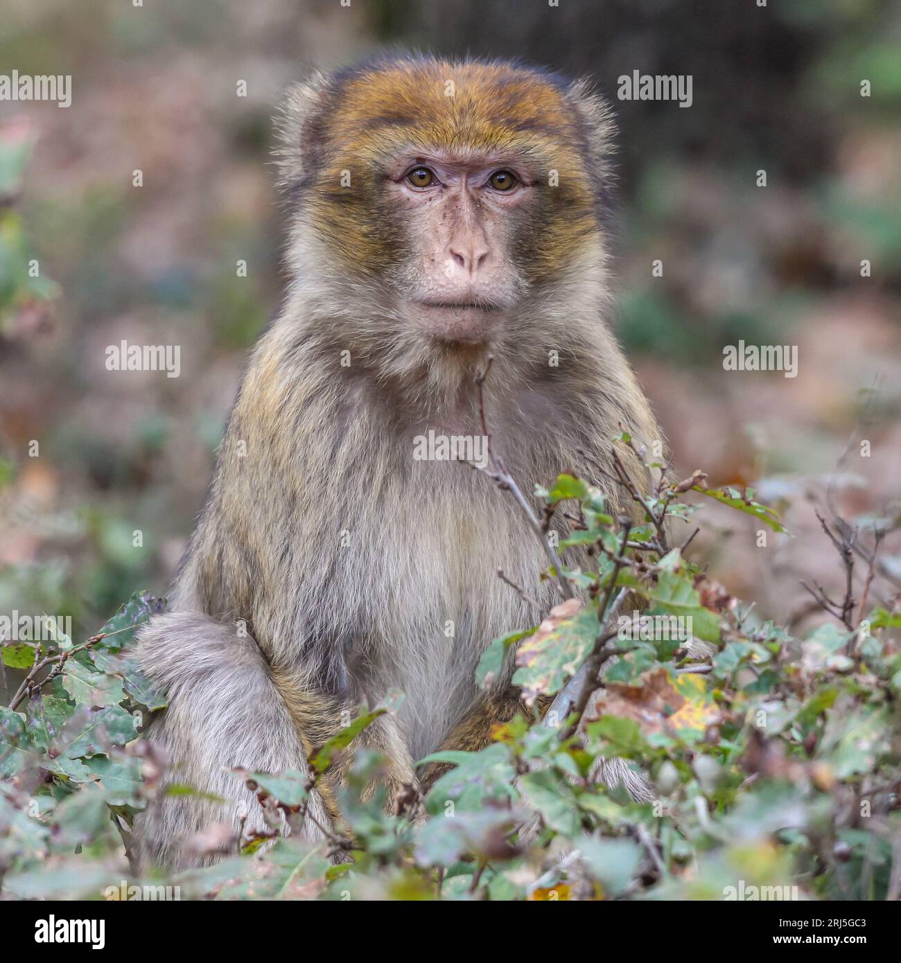 Monkey in the distance hi-res stock photography and images - Alamy