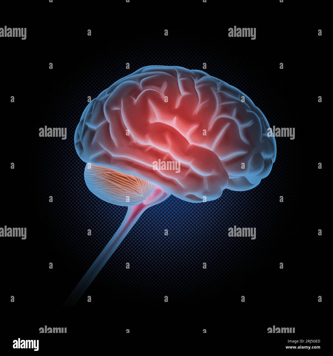 Medical Illustration of Human Brain Stock Photo - Alamy