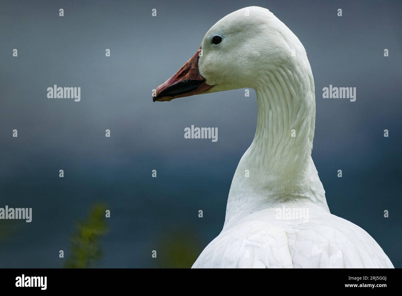 A back view of white goose on blurred background Stock Photo - Alamy