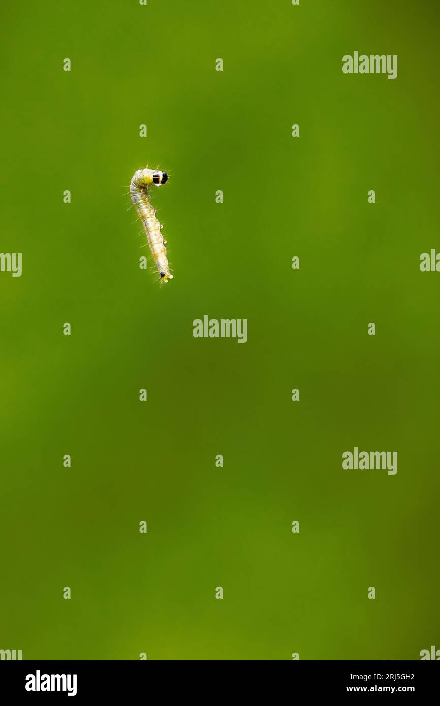 Earthworm cocoon hi-res stock photography and images - Alamy